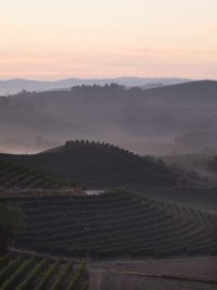 Ratti winery's CEO Pietro Ratti Interview