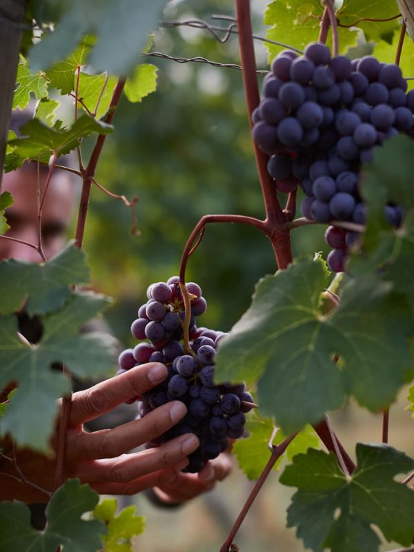 Ratti winery's CEO Pietro Ratti Interview