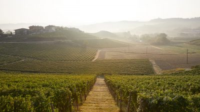 Ratti winery's CEO Pietro Ratti Interview