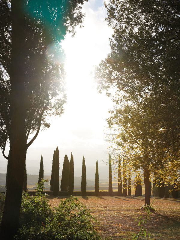 Super Tuscan, Italy’s most famous and prolific wine region