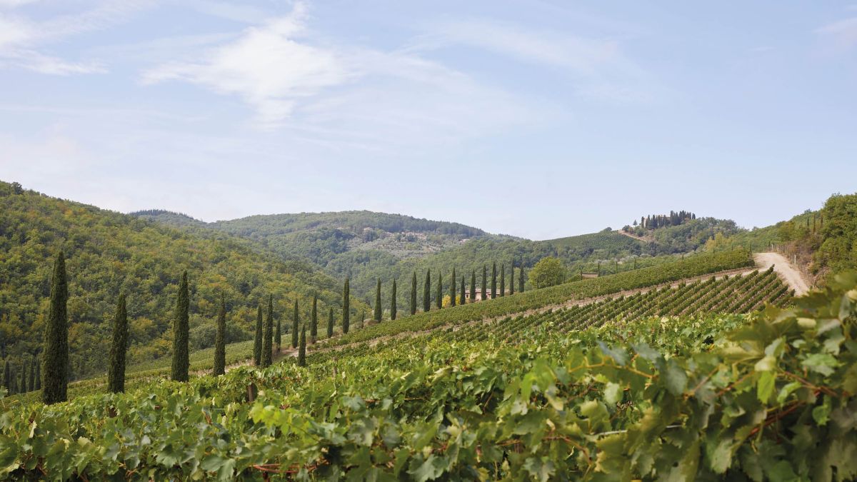 Super Tuscan, Italy’s most famous and prolific wine region