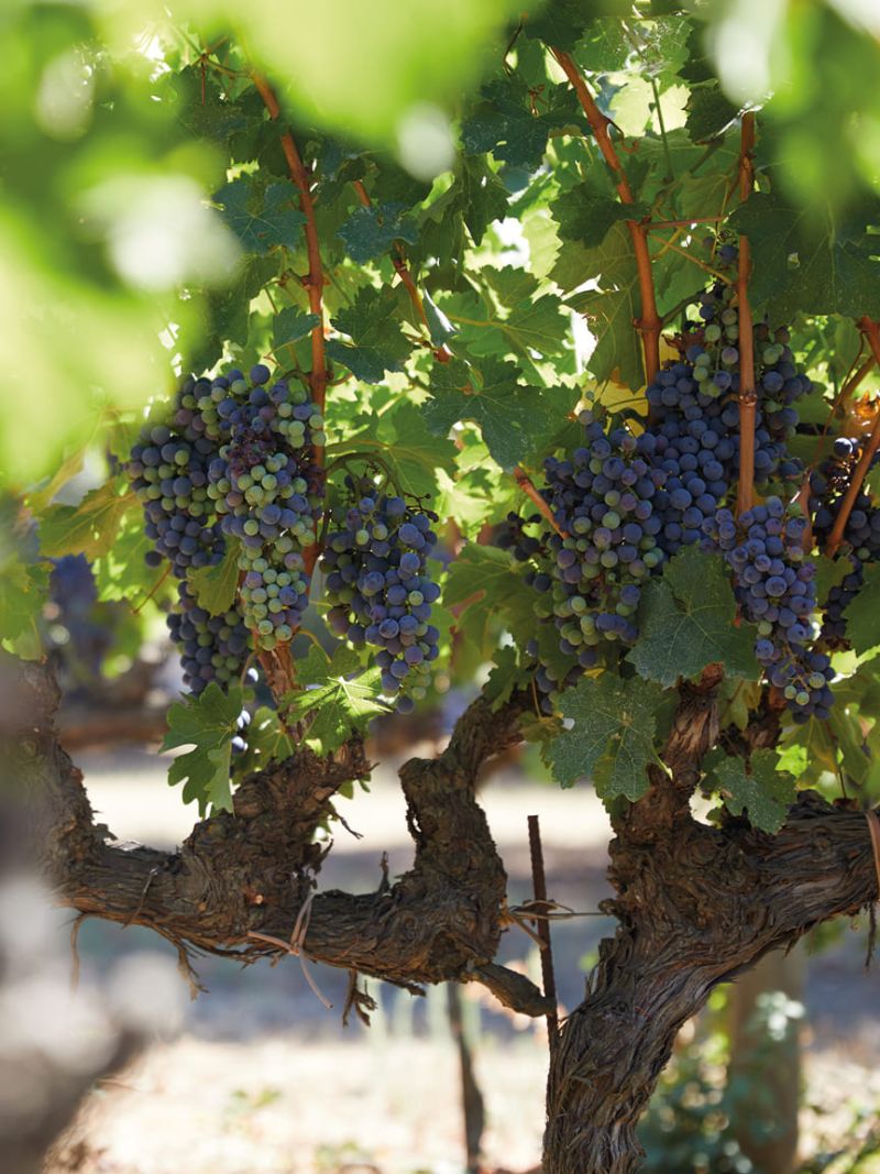 Super Tuscan, Italy’s most famous and prolific wine region